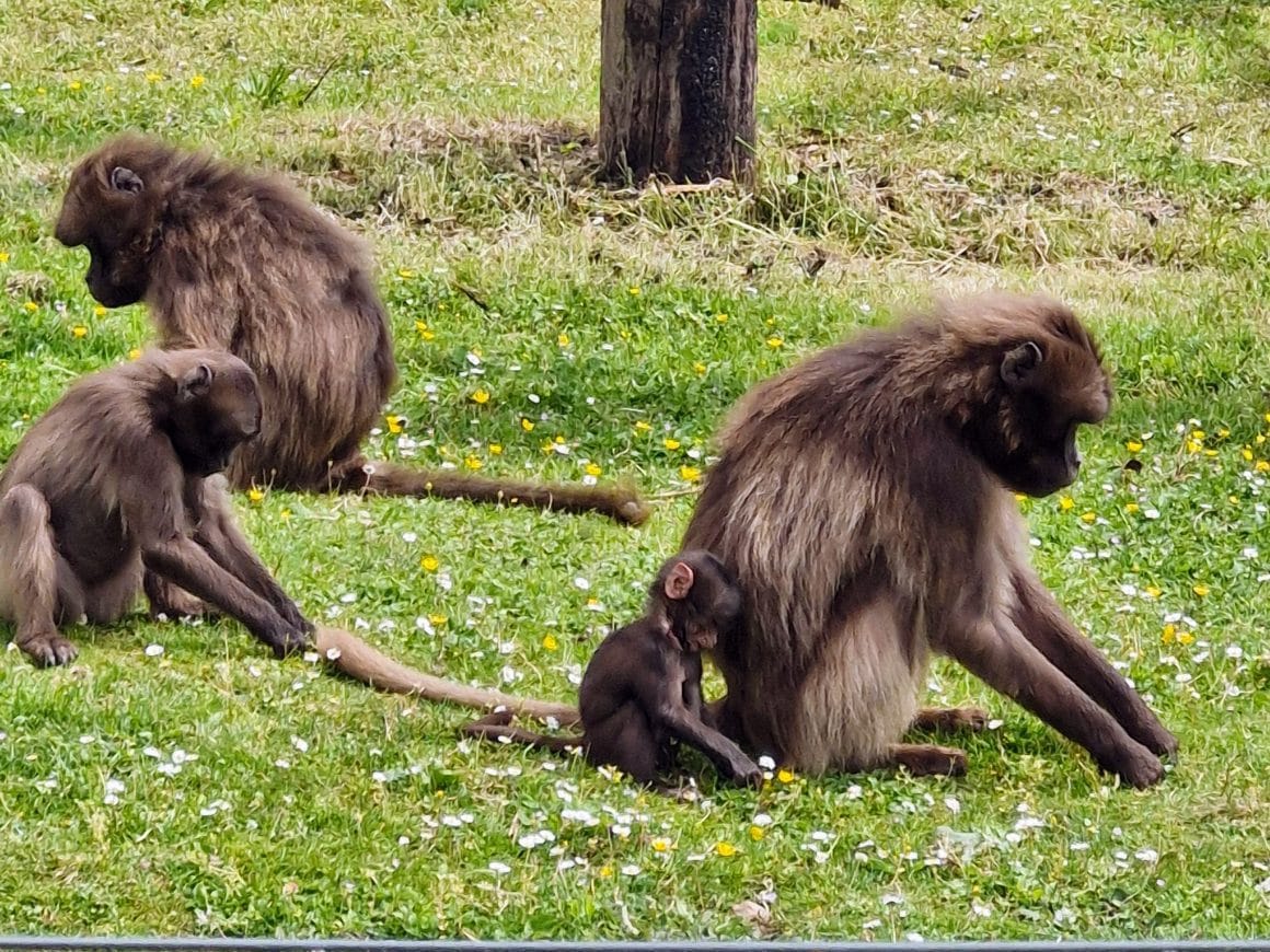 Kent with Kids: Howletts Wild Animal Park Review